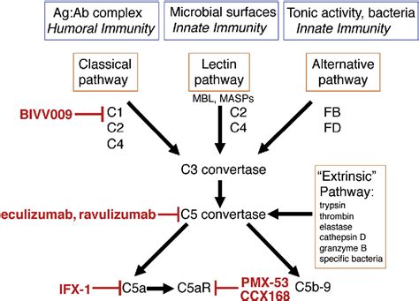 Figure 1 From Role Of The Complement Pathway In Inflammatory Skin Diseases A Focus On