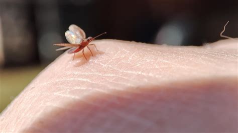 What Is This Cute Extremely Smol Bug R Whatsthisbug