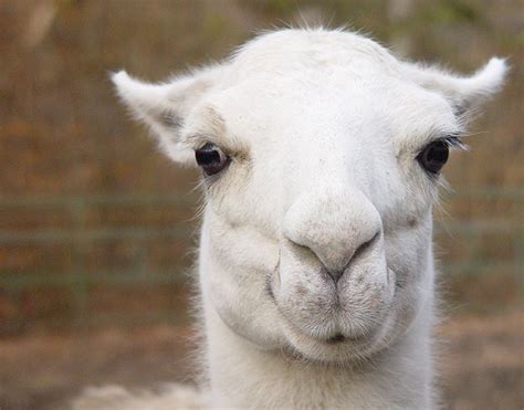 Lama Frontansicht Foto And Bild Tiere Natur Bilder Auf Fotocommunity