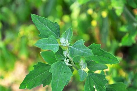 Balanda Jos Nauda Ir Skanūs Bei Netikėti Receptai