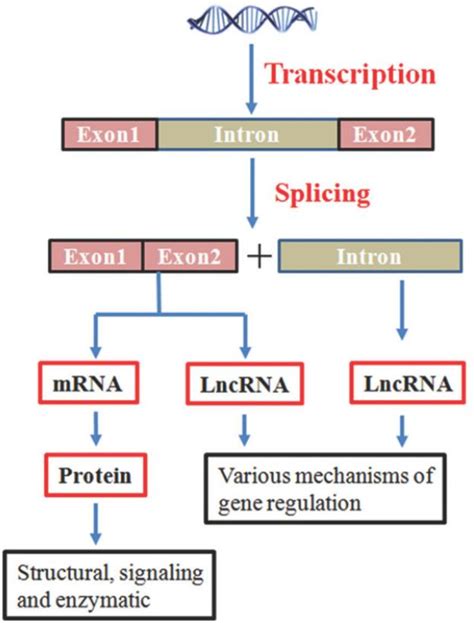 Long Non Coding Rnas As Key Regulators Of Cancer Metastasis