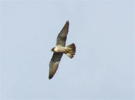 ハヤブサ 2023 01 19 日本の野鳥識別図鑑