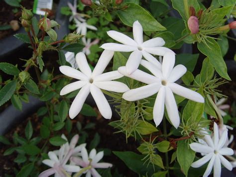 재스민 자스민 네이버 블로그