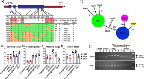 Haplotype Analysis And Functional Marker Development Of Sichli A