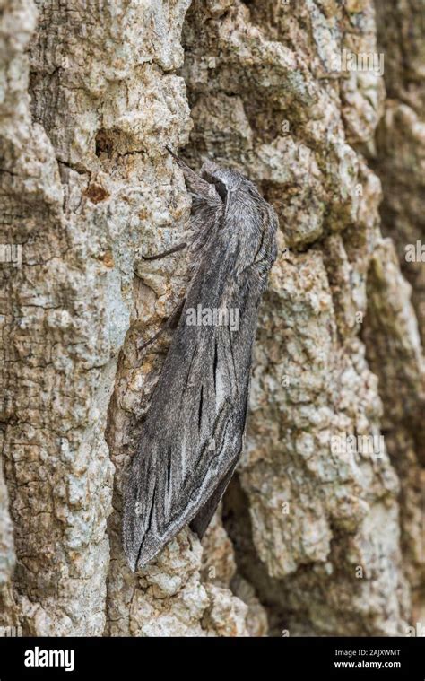 Great Ash Sphinx Sphinx Chersis Moth On White Ash Tree Ferncliff Wildflower And Wildlife