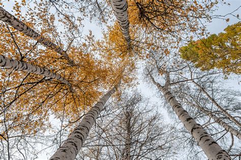 가을에 숲의 푸른 하늘 배경에 노란색 단풍을 가진 흰색 자작 나무 그룹의 수평 사진 0명에 대한 스톡 사진 및 기타 이미지