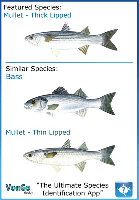What Fish UK Smartphone App Brand New Similar Species Graphic