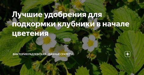 Лучшие удобрения для подкормки клубники в начале цветения Виктория Радзевская Дачные секреты