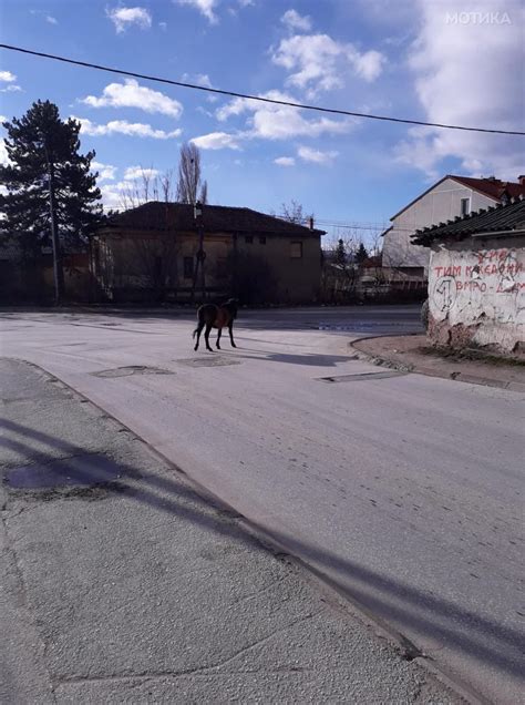 Прилепски пастув во поход Мотика