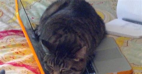 it s okay i wasn t using that imgur