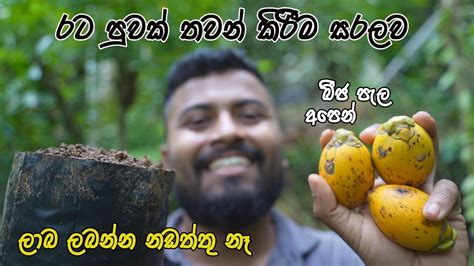 රට පුවක් තවන් කිරීම සරලව Rata Puwak Thawana Areca Nut Planting Youtube