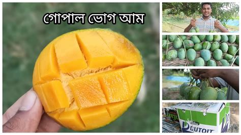 গোপাল ভোগ আম।হার্বেস্ট। Today Youtube