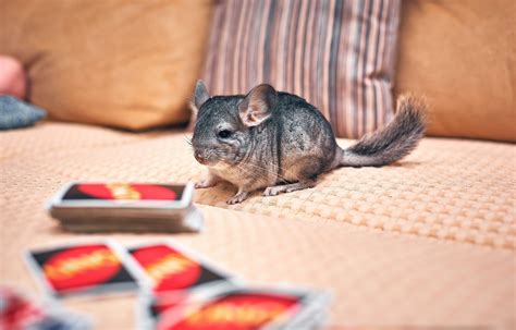10 Reasons Why You Should Get A Chinchilla