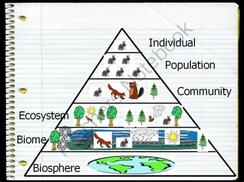 Ecology Oranization Science Anchor Charts Ecology Lessons Science