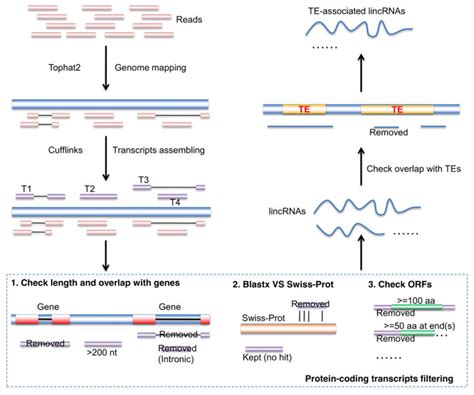 Transposable Elements Tes Contribute To Stress Related Long