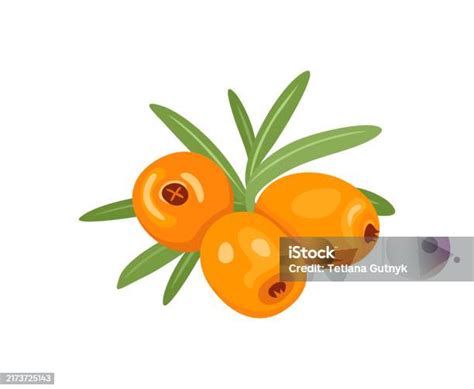 바다 갈매 나무속 아이콘입니다 녹색 잎과 건강 한 베리의 벡터 만화 그림 가을에 대한 스톡 벡터 아트 및 기타 이미지 가을 갈매나무 개체 그룹 Istock