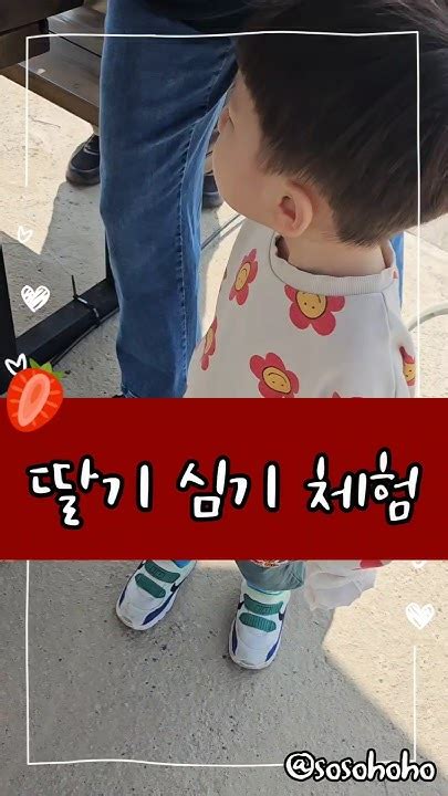 [재재찬이] 딸기 심고 왔어요🙂 딸기심기 딸기체험 Youtube