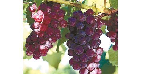 Ценни десертни сортове грозде Български Фермер