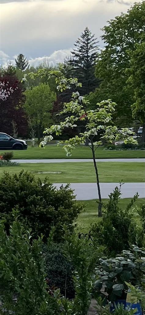 Pruning Correcting Drooping Asian Pear Tree Rbackyardorchard