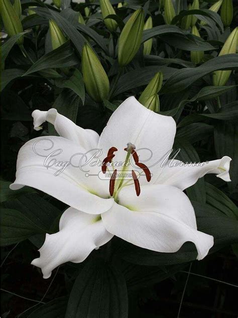 Лилия "Zambesi" (Замбези) - Саженцы лилий - купить недорого лилии в ...