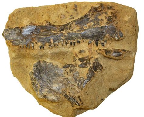 Fossilfriday Premax And Maxilla Of Xiphactinus From Alabama
