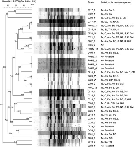 Dendrogram Generated With Fpquest Software Showing The Pfge Xbai Types