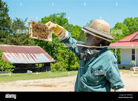 Beekeeper Inspecting Frames On A Langstroth Honeybee Hive On A Farm In