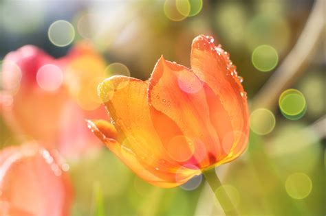 튤립 오렌지 정원 Pixabay의 무료 사진