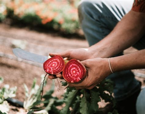 Коли краще садити буряк сприятливі дні у квітні травні та червні 2023 року Читайте на Ukr Net