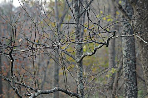 My Favorite Things Naked Trees