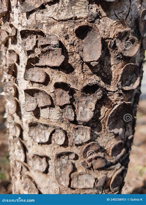 Natural Tree Texture Pattern Design On Tree Bark Stock Image Image Of Army Retro 240238951