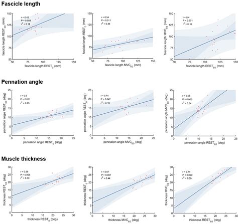 Scatter Plots With Linear Regression Lines For Muscle Architecture