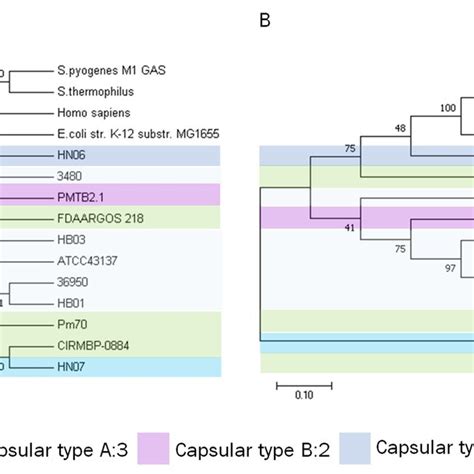 Phylogenetic Trees Constructed By Concatenated Nucleotide And Amino