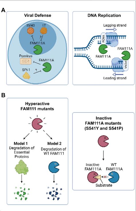Figure 2 From Functions And Evolution Of Fam111 Serine Proteases Semantic Scholar