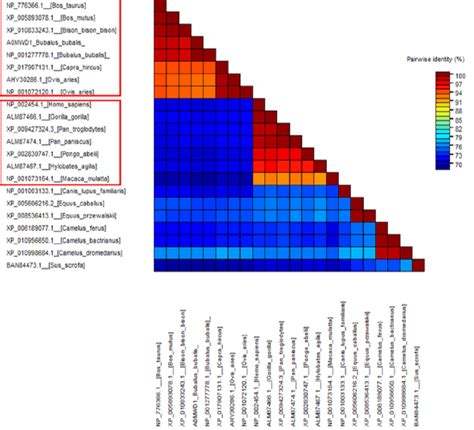 Pairwise Identity Matrix Of Mx2 Protein Sequence Of Various Mammalian