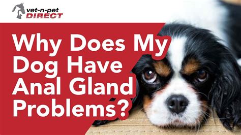 Why Does My Dog Have Anal Gland Problems Youtube