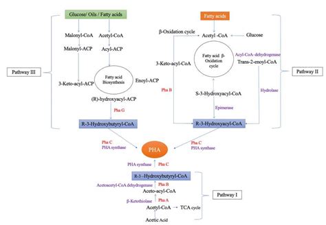 Polyhydroxyalkanoates Biosynthesis Alfa Chemistry
