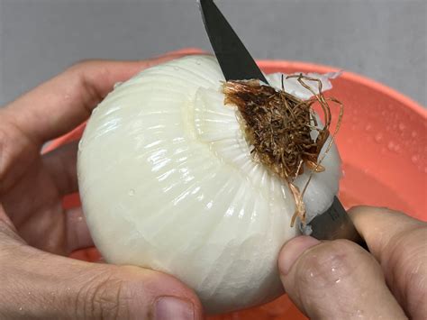 양파 이렇게 자르지 마세요 의외로 잘 모르는 양파 손질 방법 텐꿀팁
