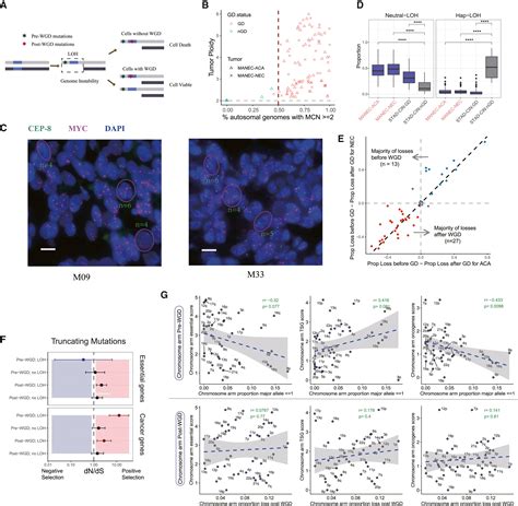 Precise Microdissection Of Gastric Mixed Adeno Neuroendocrine Carcinoma