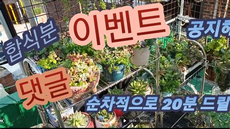 합식이벤트 공지영상댓글 순서로 20분꼭 갖고싶다고 댓글 써주세요😄옥상 다육이 노지 초보다육