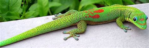 Verschillende Soorten Gekkos Verhalen