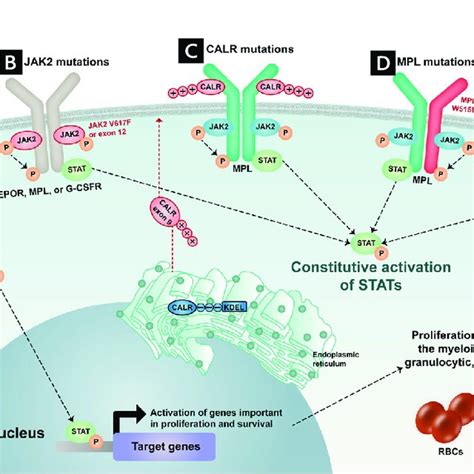Mutations In Jak2 Calr Mpl And Csf3r Lead To Myeloproliferation Via Download Scientific
