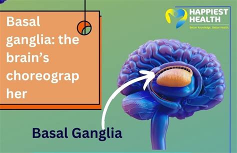 Basal Ganglia The Brains Choreographer Happiest Health