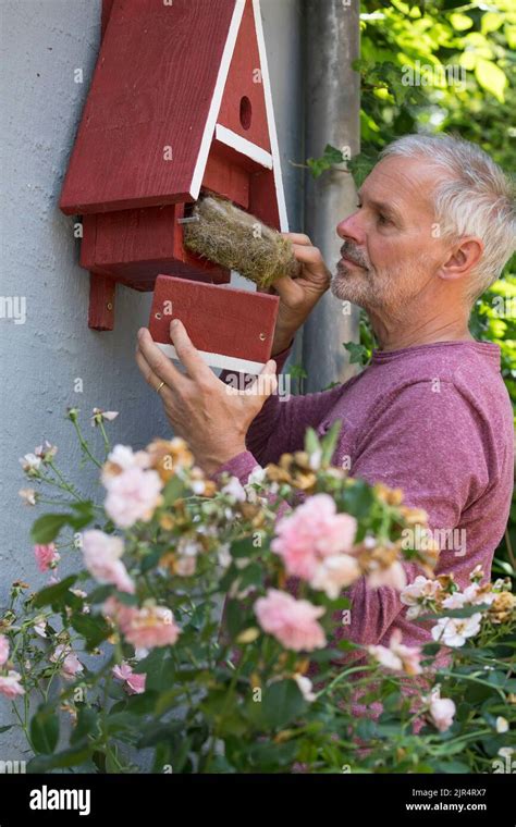 Cleaning Nest Box Nesting Box Birds Hi Res Stock Photography And Images Alamy