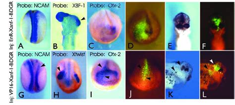 A F Microinjections Of Enr Xanf 1 Bdgr Mrna Mixed With Gfp Mrna Download Scientific Diagram