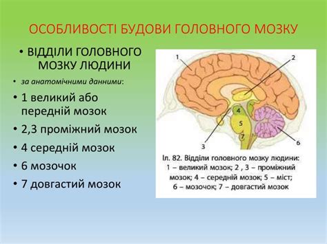 Презентація на тему Головний мозок
