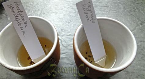 Continuing The Sowing In Hot Water Botanically Inclined Seed