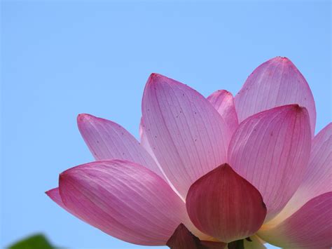 Lotus Festival Photo Gallery Joetsu Tourist Navi