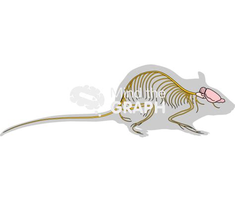 Free Rat Nervous System Sagittal Shape Icons Symbols Pictures And Images Mind The Graph