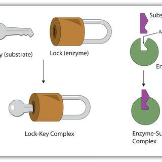 Different Models Of Enzyme Action